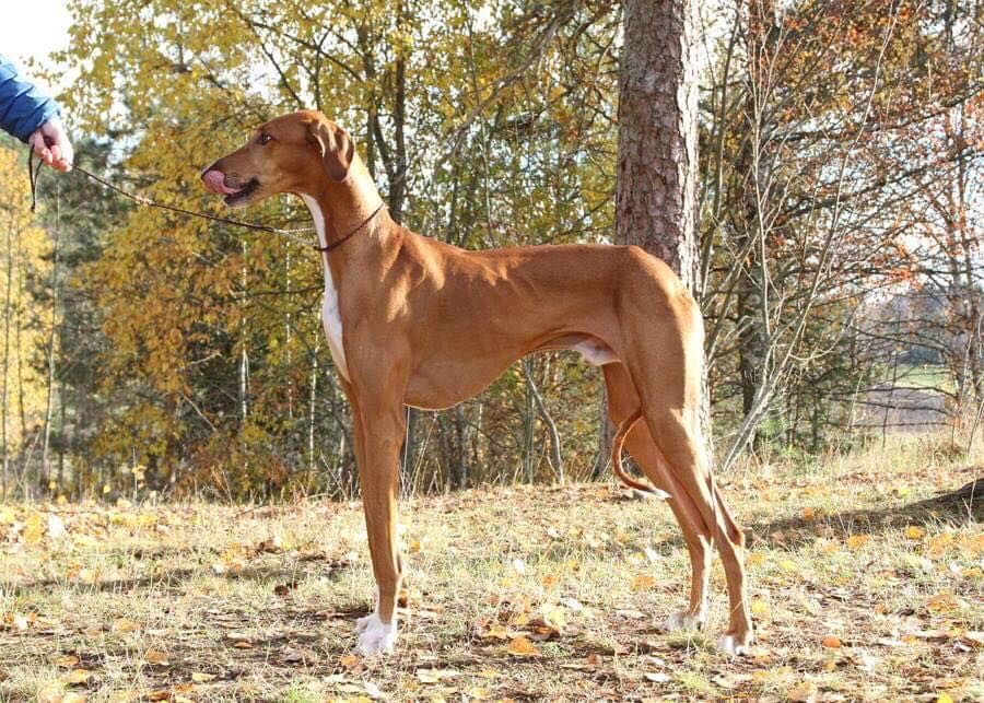 Azawakh - The Breed Archive