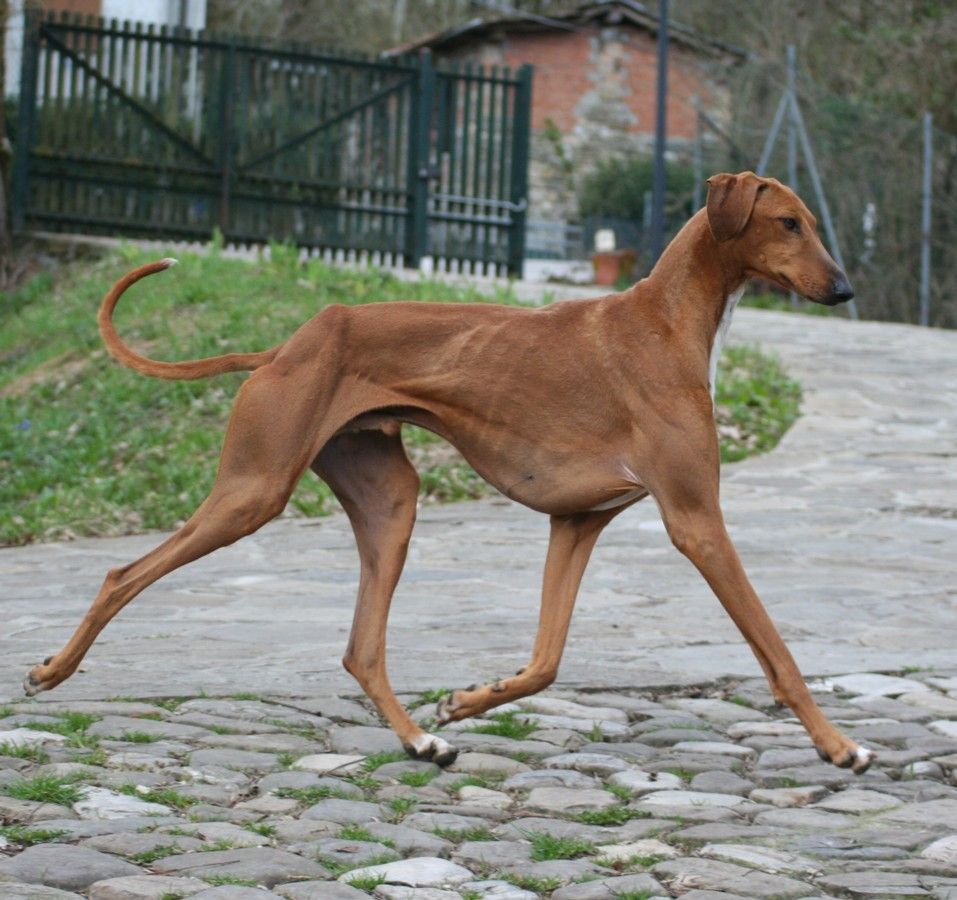 Azawakh - The Breed Archive