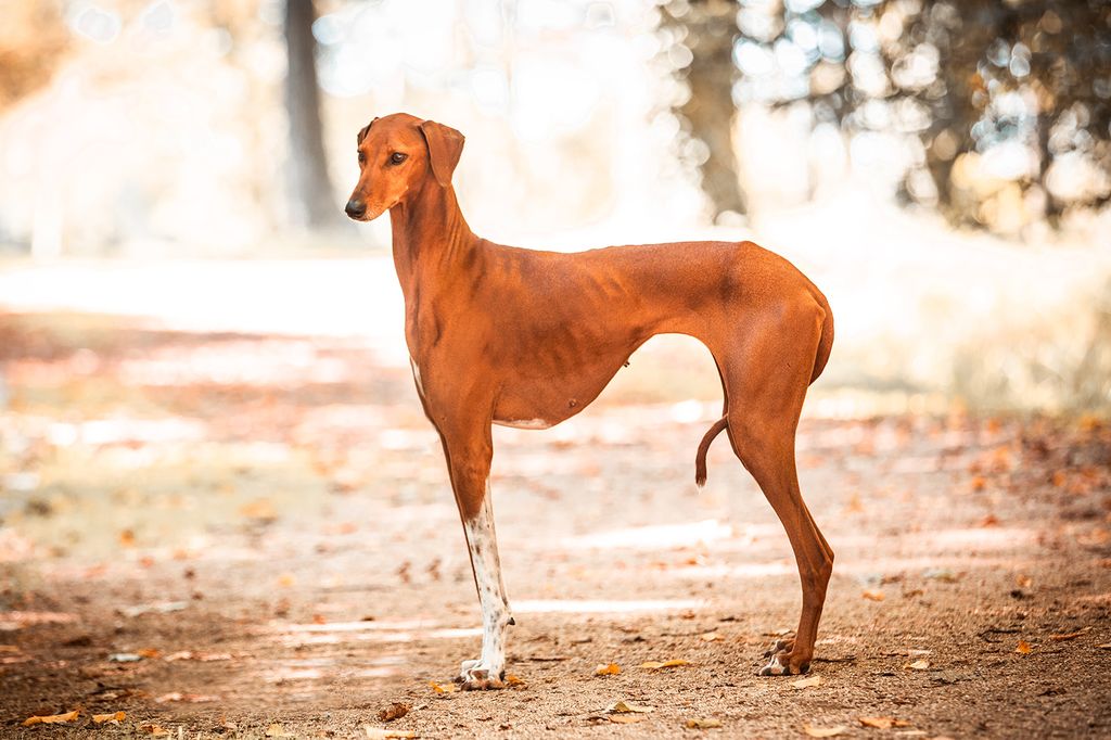 Azawakh - The Breed Archive