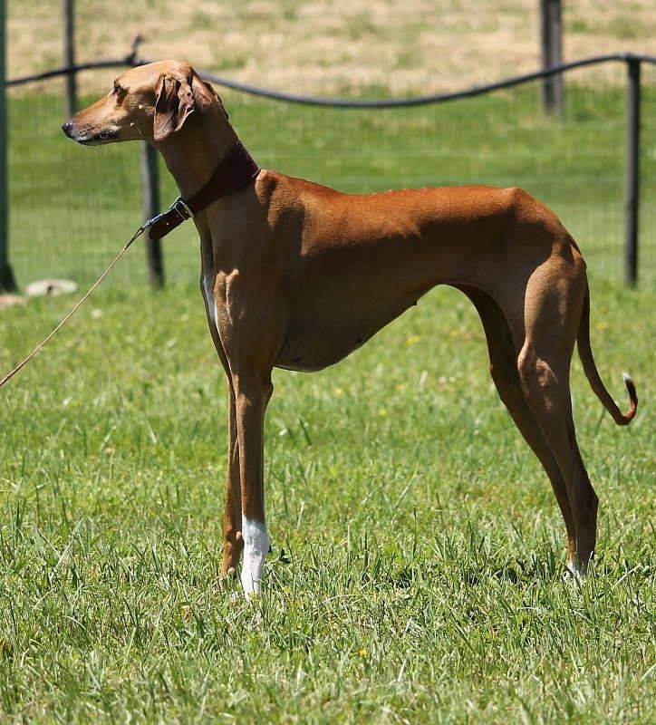 Azawakh - The Breed Archive