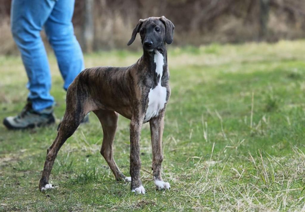 Azawakh - The Breed Archive