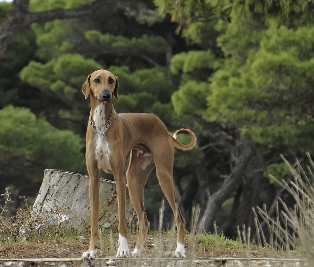 Azawakh - The Breed Archive