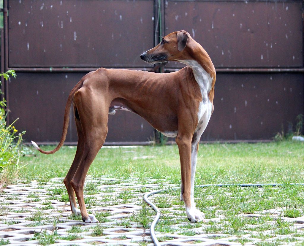 Azawakh - The Breed Archive