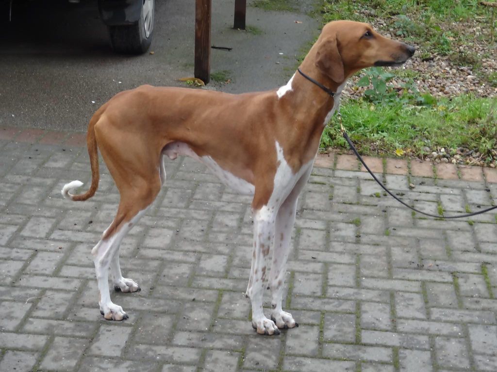 Azawakh - The Breed Archive