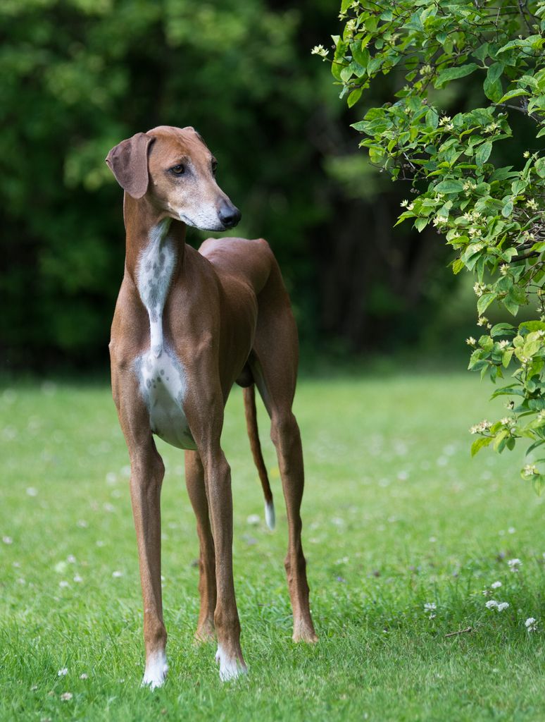 Azawakh - The Breed Archive