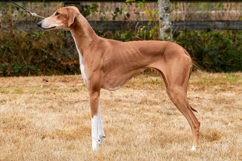 Azawakh - The Breed Archive