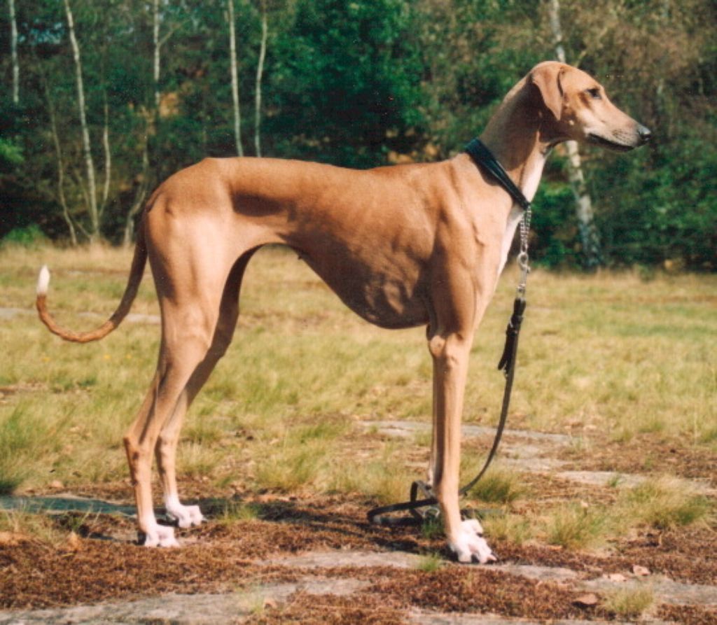 Azawakh - The Breed Archive