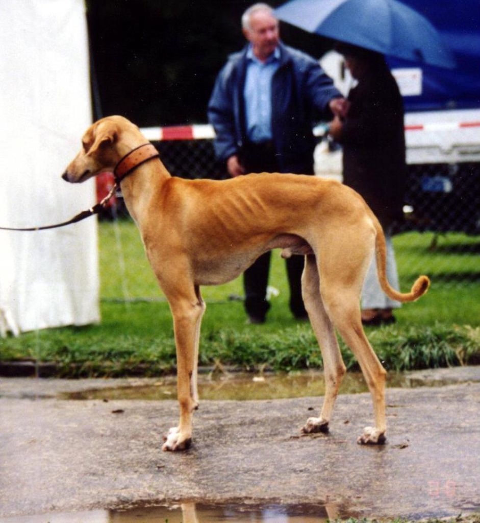 Azawakh - The Breed Archive