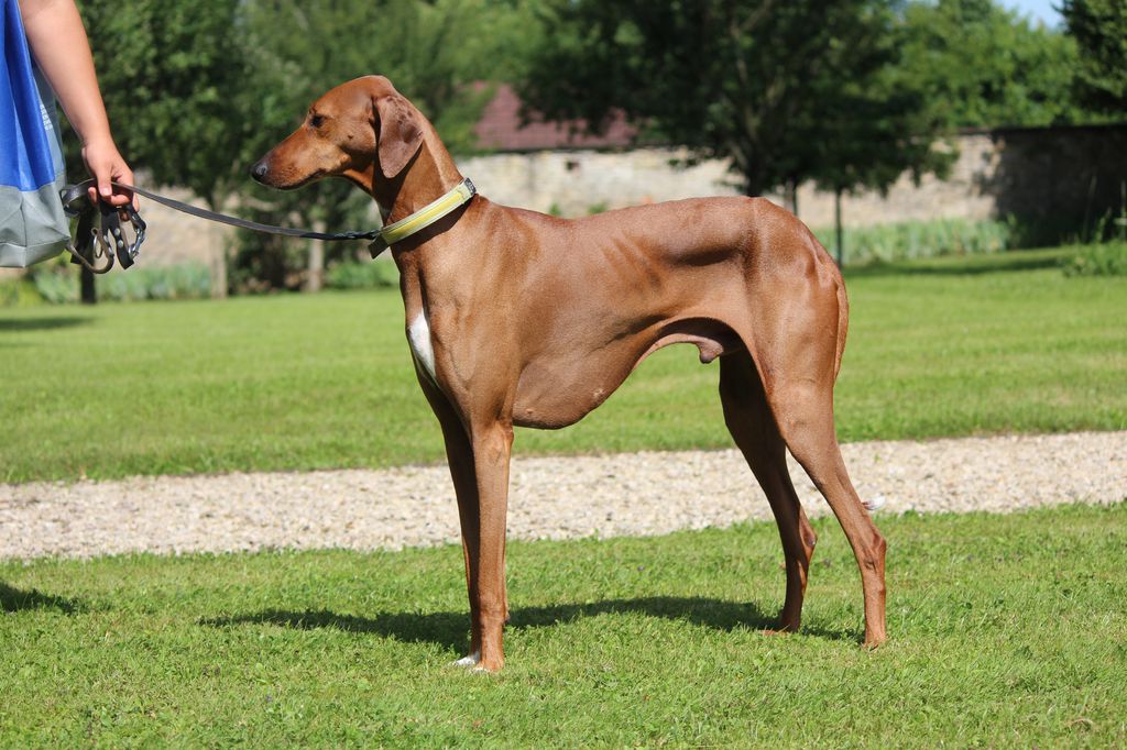 Azawakh - The Breed Archive