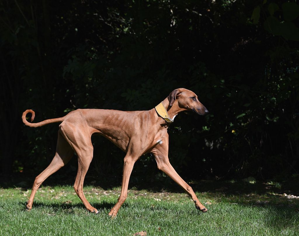 Azawakh - The Breed Archive