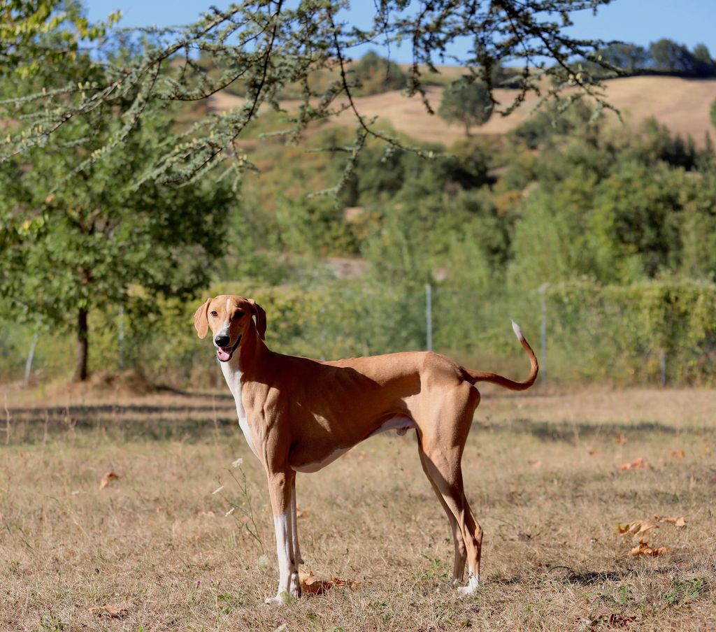 Azawakh - The Breed Archive