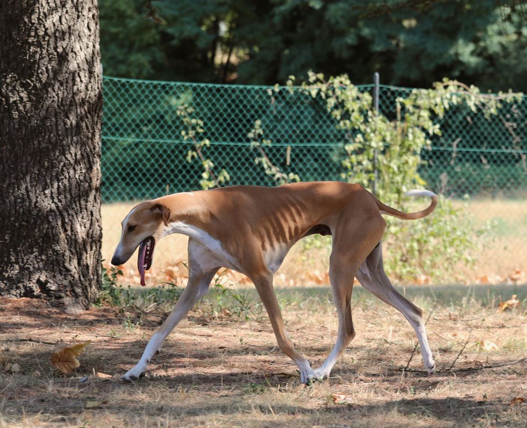 Azawakh - The Breed Archive