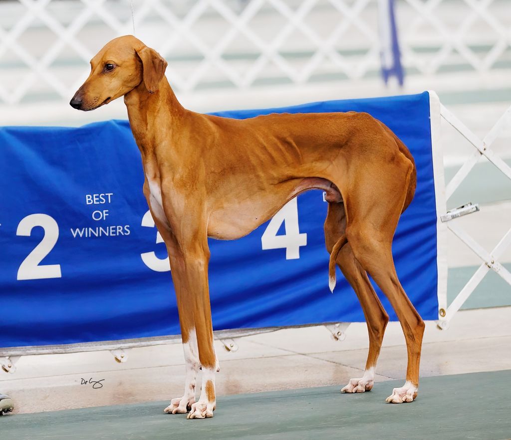 Azawakh - The Breed Archive