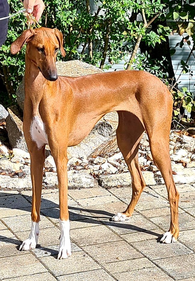 Azawakh - The Breed Archive