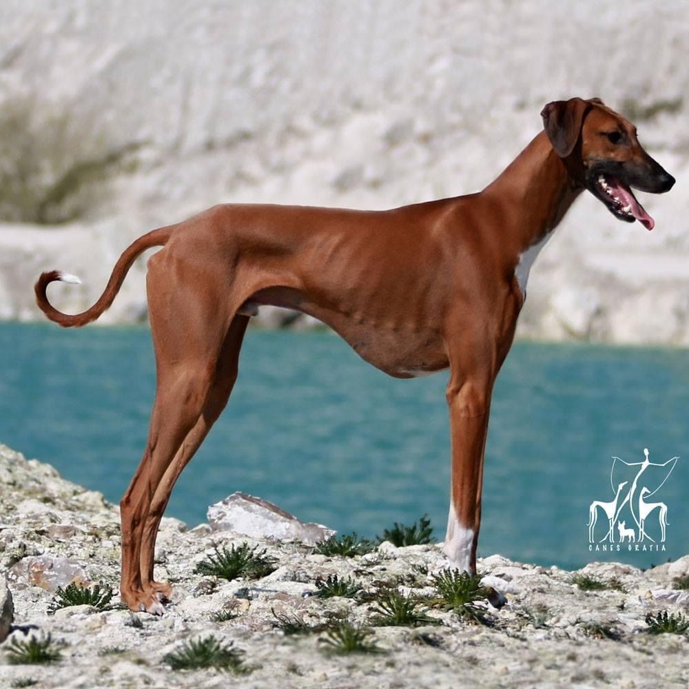 Azawakh - The Breed Archive