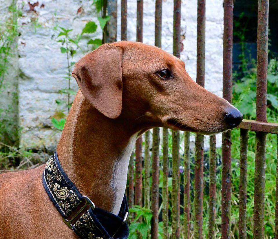 Azawakh - The Breed Archive