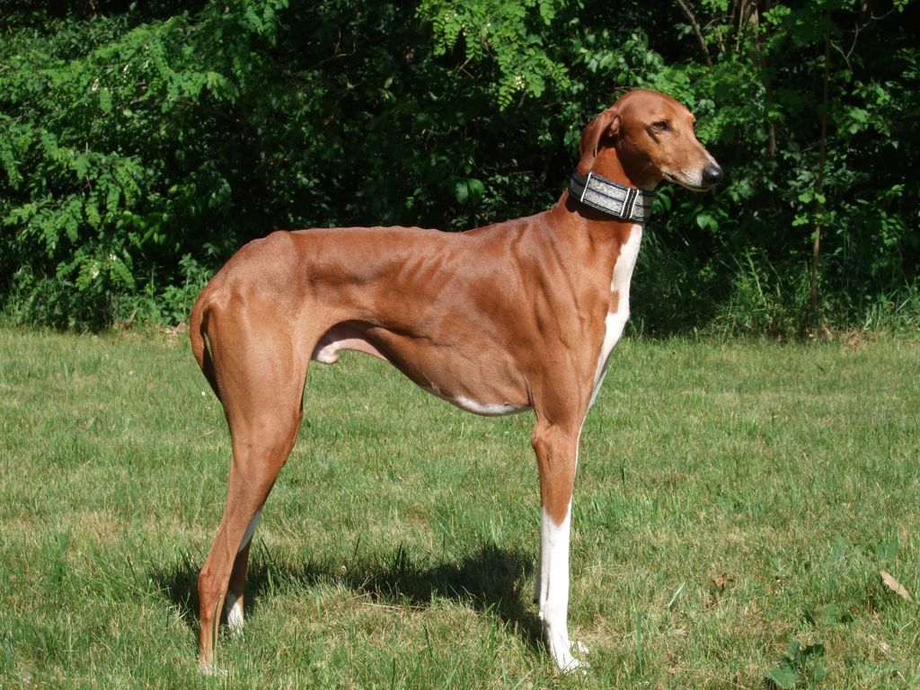 Azawakh - The Breed Archive